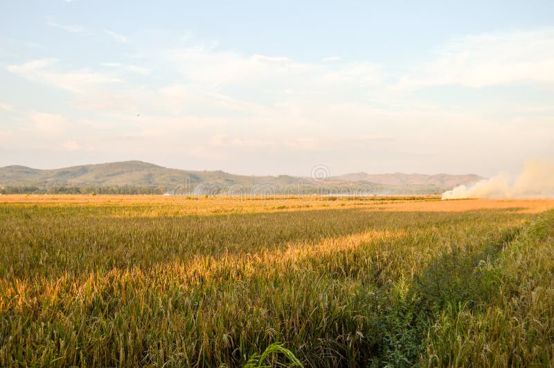 Exotic view of rice fields stock image. Image of gold - 100925667