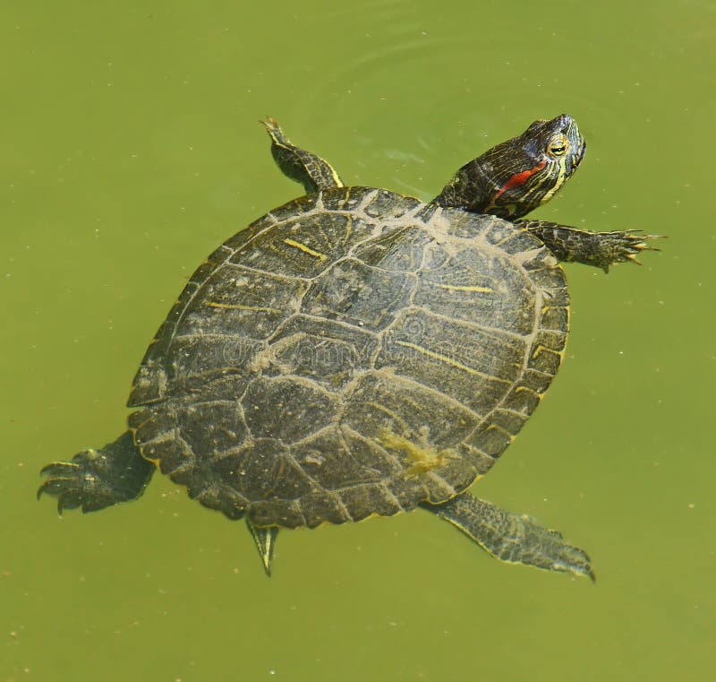 Exotic water turtle stock image. Image of reptiles, backgrouds - 40321595