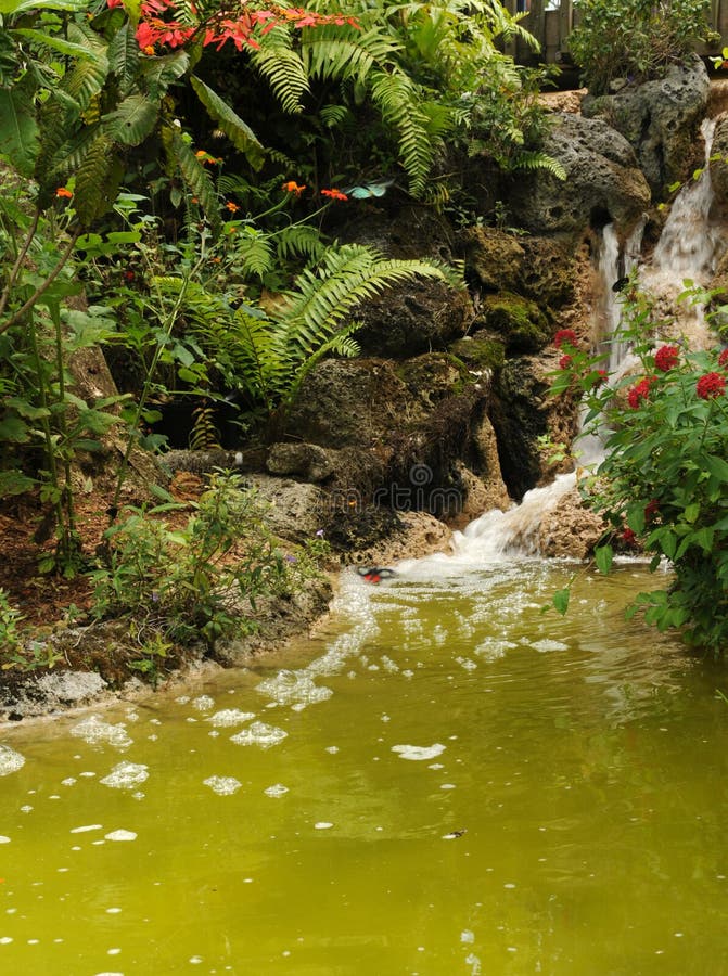 Exotic waterfall and swamp stock photo. Image of swamp - 17256666