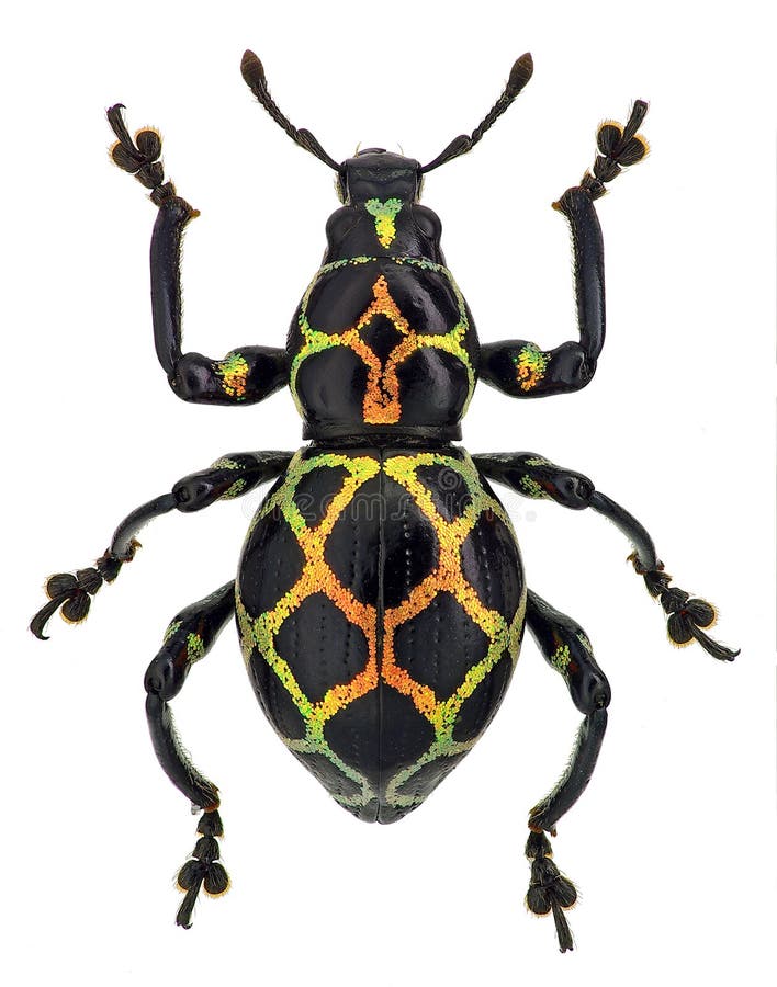 Amazing Exotic Weevil Pachyrhynchus Gemmatus Stock Photo - Image of ...