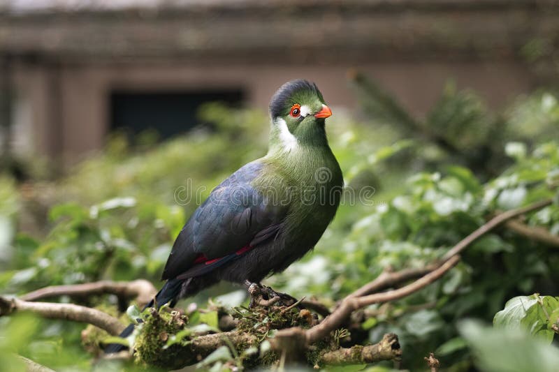 Red-cheeked Bird, White Cheeks, Black Head, Gray Body, Long Legs ...
