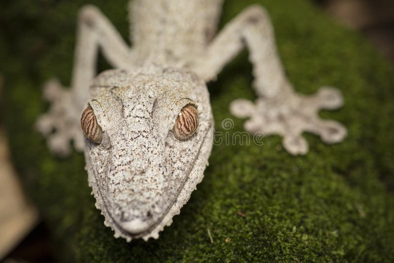 Exotic white gecko stock photo. Image of exotic, skin - 58042198