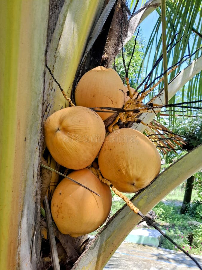 Exotic Yellow Coconut Fruit in Natural Habitat. Stock Photo - Image of ...