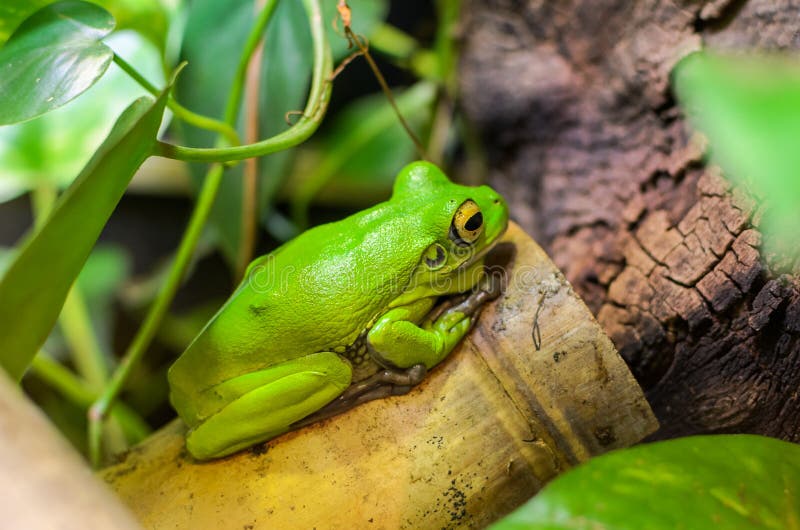 Exotic Yellow Frog Sits on a Tree in the Jungle Stock Photo - Image of ...