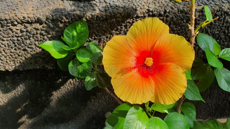 An Exotic Yellow Hibiscus Flower in the Morning Stock Photo - Image of ...