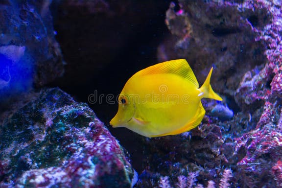 Yellow Fish in the Aquarium Stock Photo - Image of diving, aquatic ...
