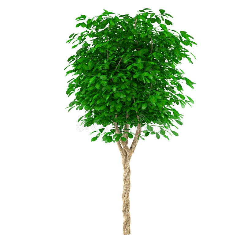 Young tree isolated stock illustration. Illustration of ecological ...