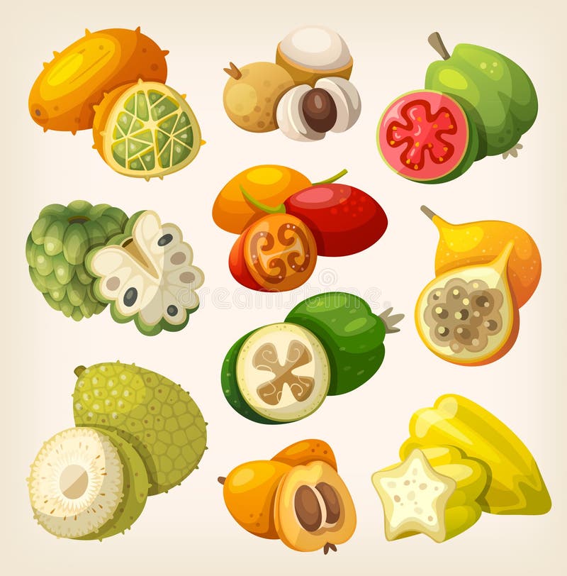 Exotisch tropisch fruit vector illustratie. Illustration of organisch ...