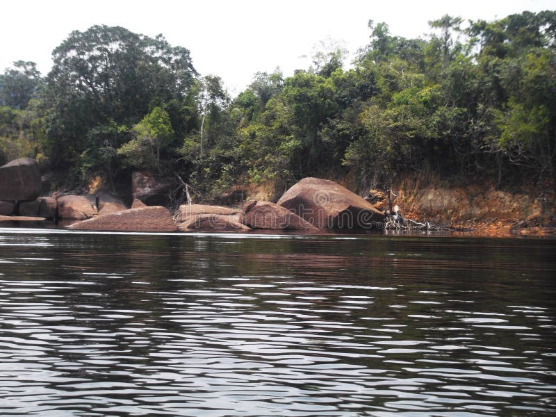 Exotisch Tropisch Regenwoud in Amazona Stock Afbeelding - Image of ...