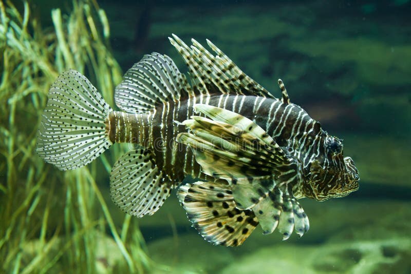 Exotische aquariumvissen stock foto. Image of kleurrijk - 12524394