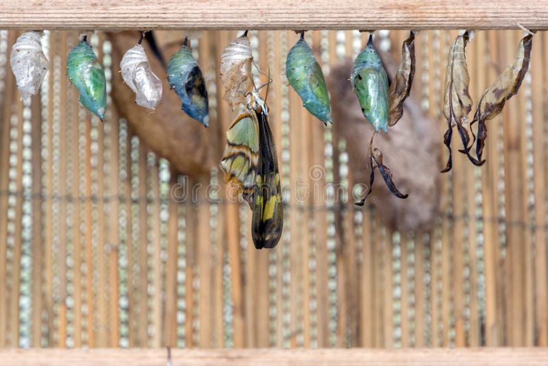 Exotische Die Vlinder Van Cocon Wordt Uitgebroed Stock Foto - Image of ...