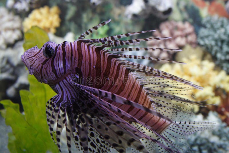 Exotische Fische stockbild. Bild von exotisch, tief, flossen - 2839603