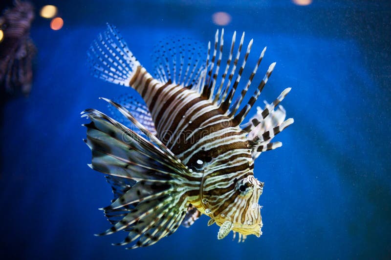 Exotische Fische stockbild. Bild von blau, organismus - 34909365