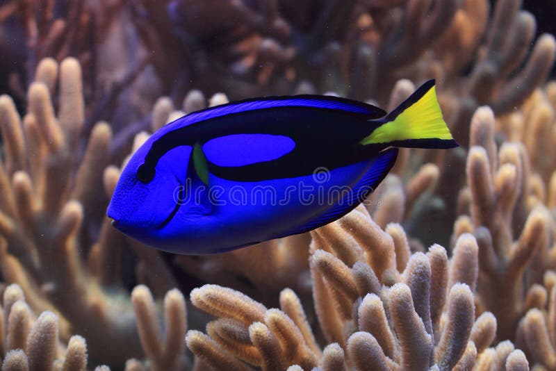 Exotische Fische im Meer stockbild. Bild von engelhai - 47909645