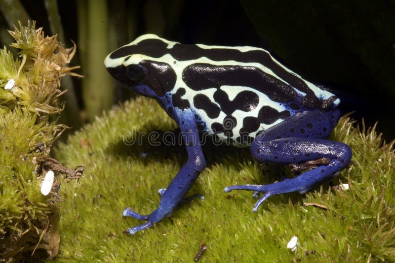 Exotische kikker stock foto. Image of amazonië, regen - 4634708