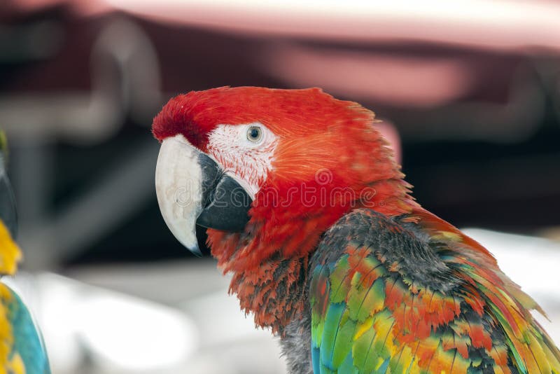 De rode Ara stock afbeelding. Image of papegaai, klauw - 4193425