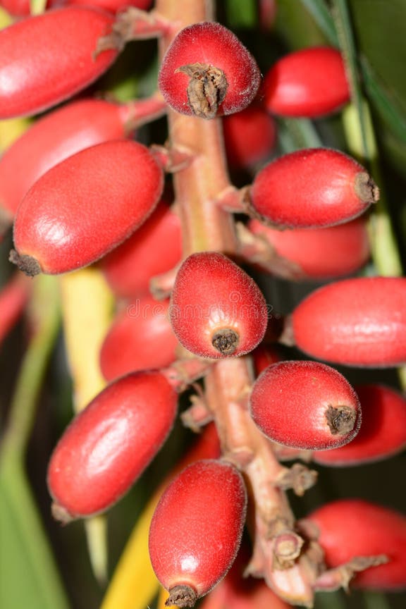 Exotische rode vruchten stock foto. Image of exotisch - 52439486