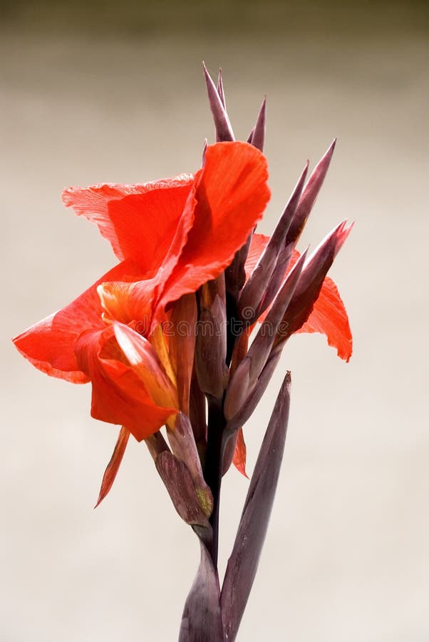 Exotische rote Blume stockbild. Bild von formell, hintergrund - 4056407