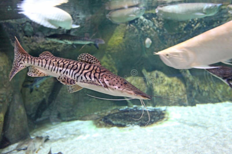 Exotischer Seefisch Im Aquarium, Russland Stockfoto - Bild von nave ...