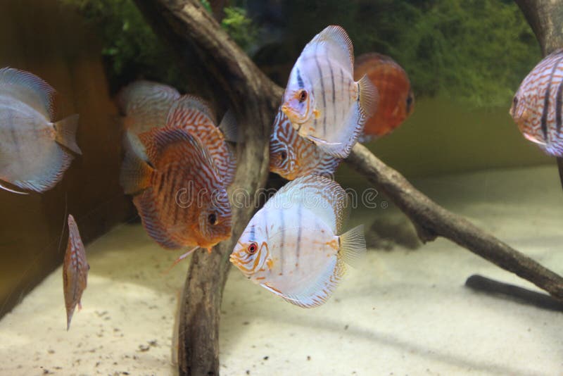 Exotischer Seefisch Im Aquarium, Russland Stockfoto - Bild von exotisch ...