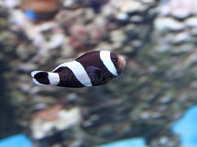 Exotischer Seefisch Im Aquarium, Russland Stockfoto - Bild von nave ...