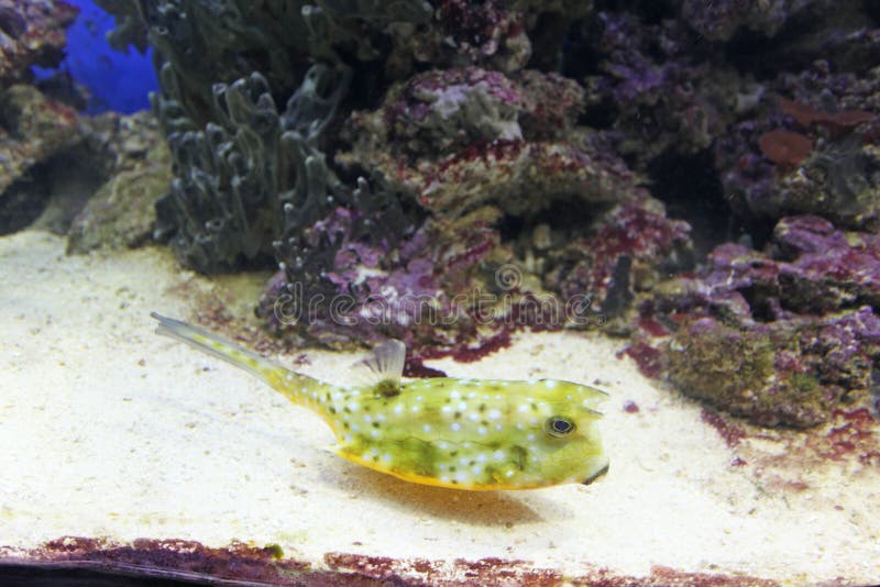 Exotischer Seefisch Im Aquarium, Russland Stockfoto - Bild von nave ...