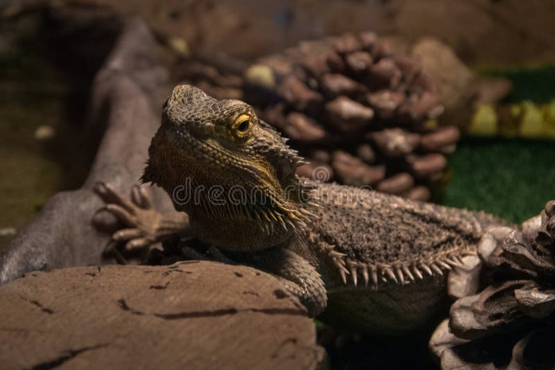 Exotisches Wildes Tier Im Terrarium - Wasser-Drache Stockfoto - Bild ...