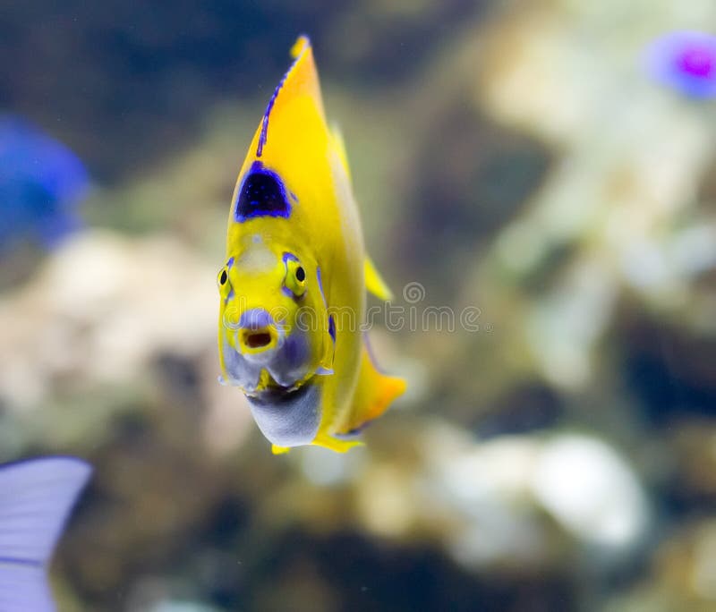 Tropisk fisk fotografering för bildbyråer. Bild av härlig - 15306873