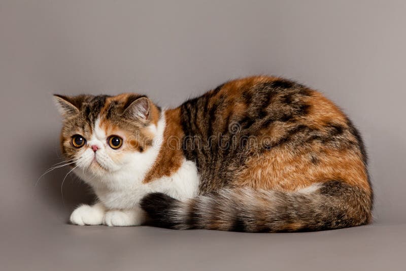 Exotisk kattras arkivfoto. Bild av litet, angus, mustasch - 46489054