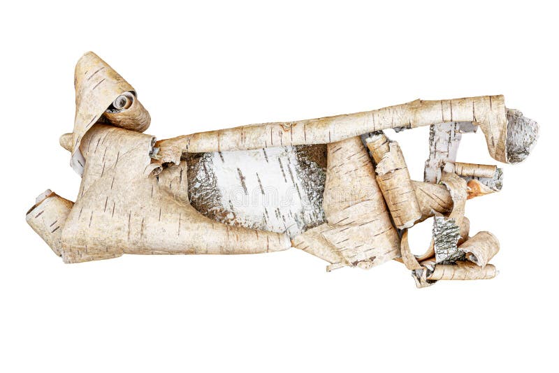 Expanded Birchen Bark Scroll Stock Photo - Image of roll, copyspace ...