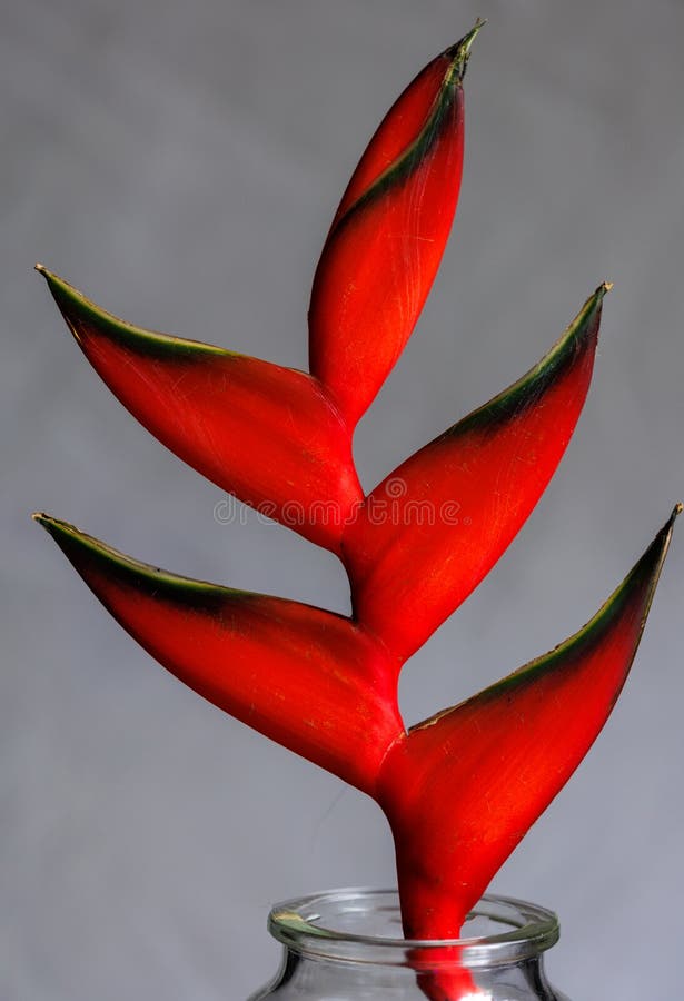 Expanded lobster claw stock image. Image of flora, expanded - 268808027