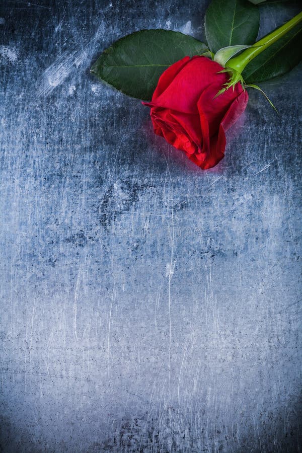 Expanded Red Rose Scratched Metallic Background Stock Photos - Free ...