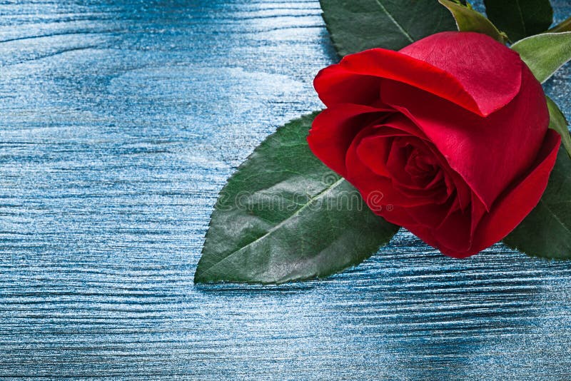 Expanded Red Rose on Wooden Board Holidays Concept Stock Image - Image ...