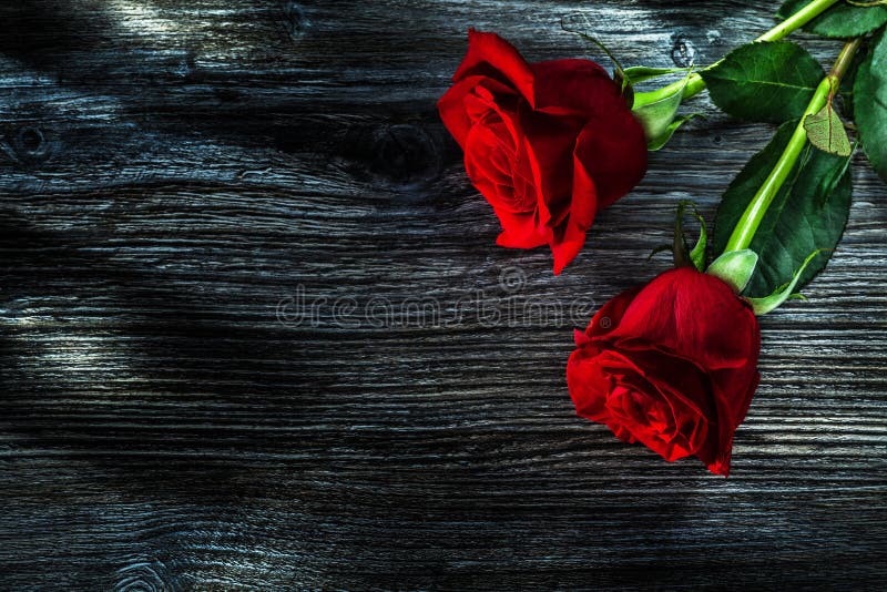Expanded Red Roses on Wood Board Stock Photo - Image of greeting ...