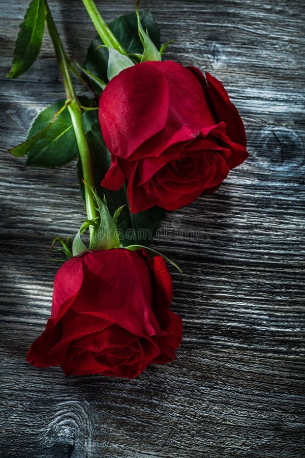 Expanded Red Roses on Wooden Board Stock Photo - Image of scented ...