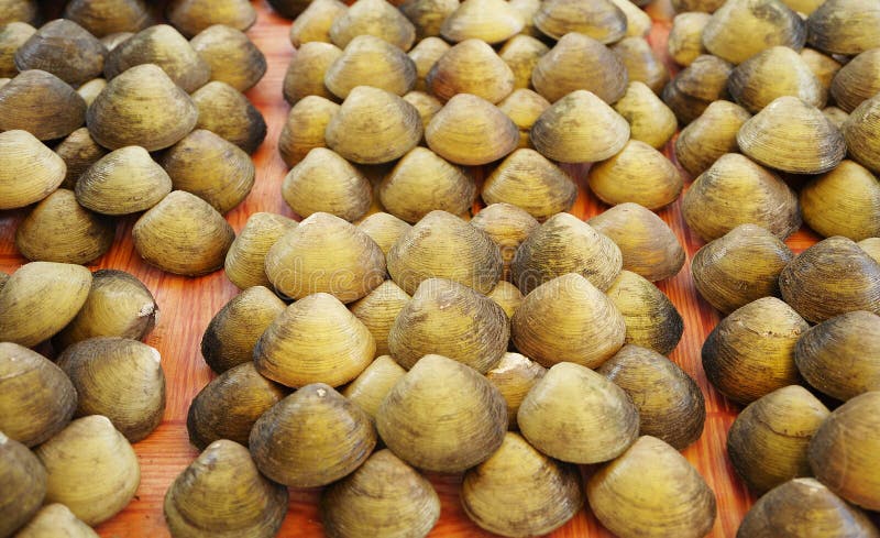 Expansa De Polymesoda Do Moluska Da Espécie Da Concha Do Mar Imagem de ...