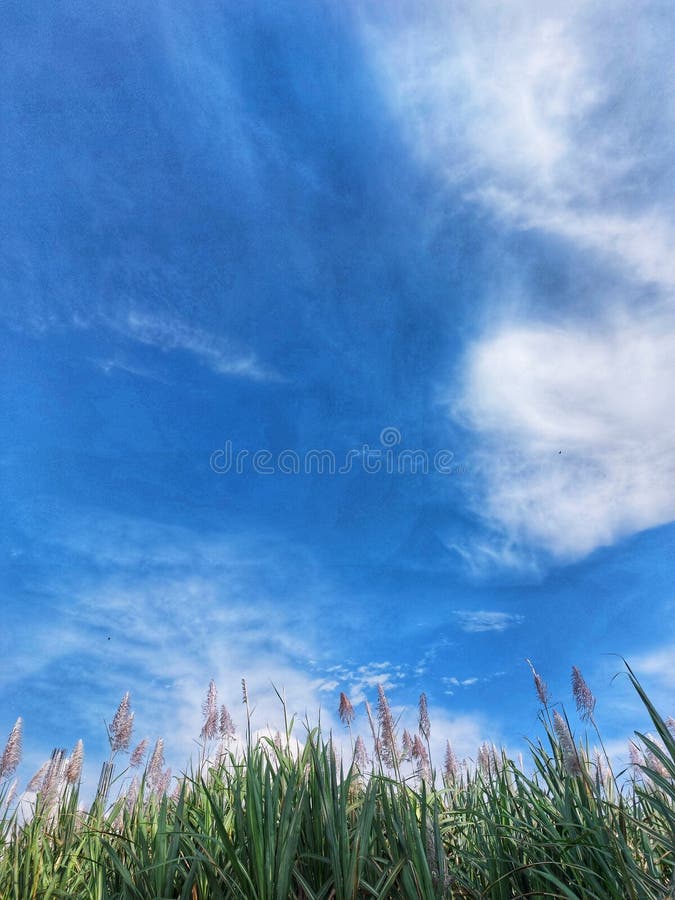 Expanse of Beautiful and Bright Blue Sky on Sugarcane Fields Stock ...