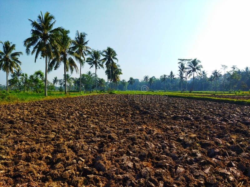 Expanse of Brown Loose Soil for Planting Rice in Rice Fields Stock ...