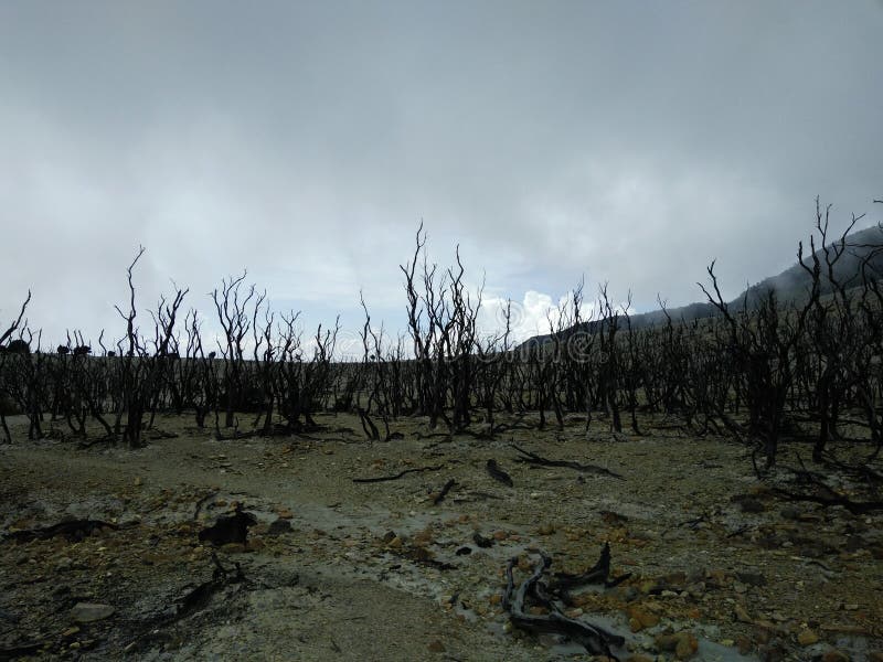 Expanse of Dead Forest on the Volcano, Papandayan Mountain Garut ...