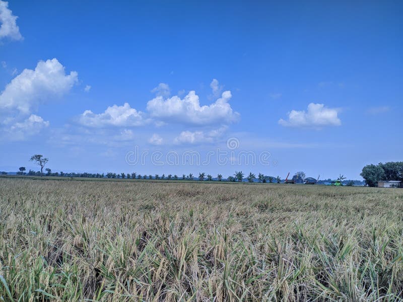 Expanse of Golden Rice Fields and Scattered Clouds. Stock Photo - Image ...