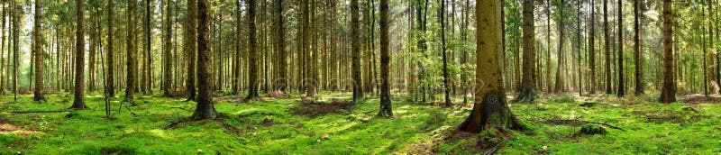 Green forest stock photo. Image of growth, forest, foliage - 195338876