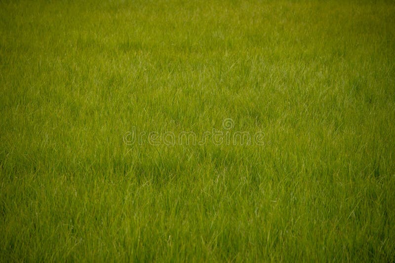 Expanse of Green Grass Fills the Frame Stock Image - Image of grass ...