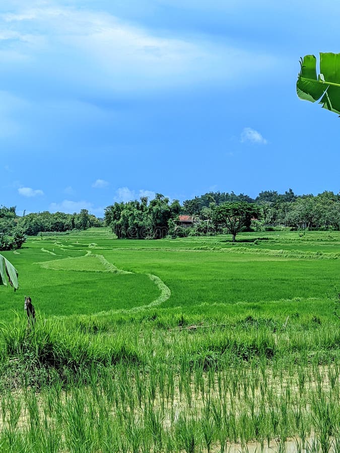Expanse of Green Rice Fields Stock Image - Image of expanse, fields ...