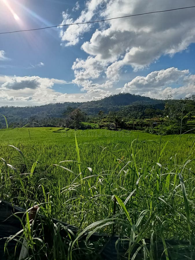 Expanse of Green Rice Fields and Forests, Spoiling the Eyes of the ...