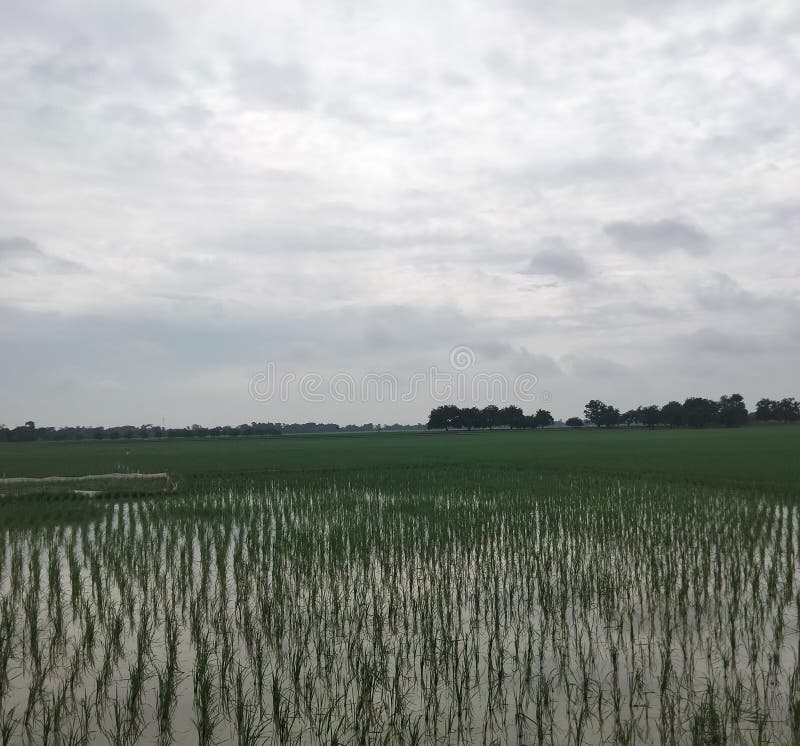 The Expanse of Green Rice Fields Makes Stock Photo - Image of green ...