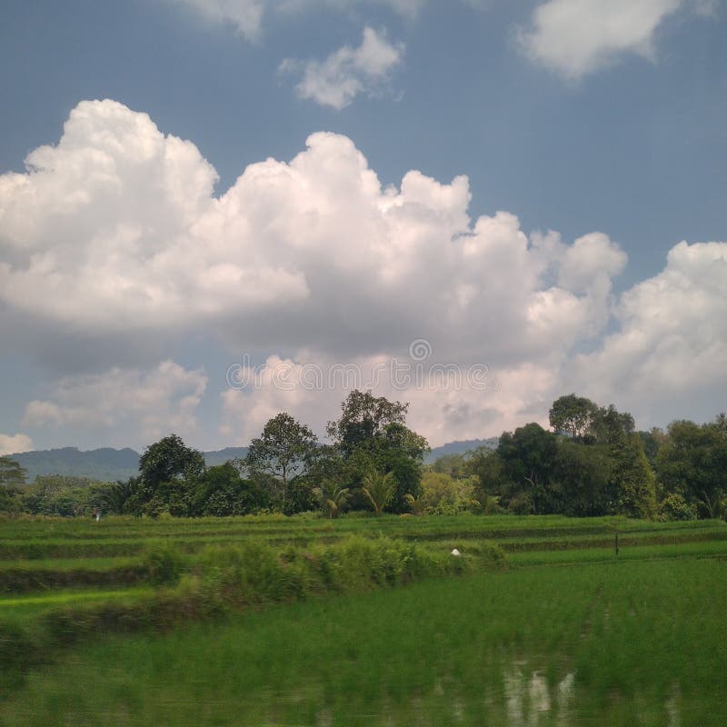 Expanse of Green Rice Fields with White Clouds in the Blue Sky Stock ...