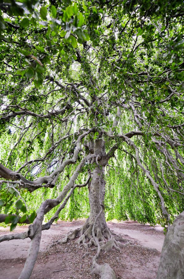 Expanse of a Large Tree stock photo. Image of growth - 50461192