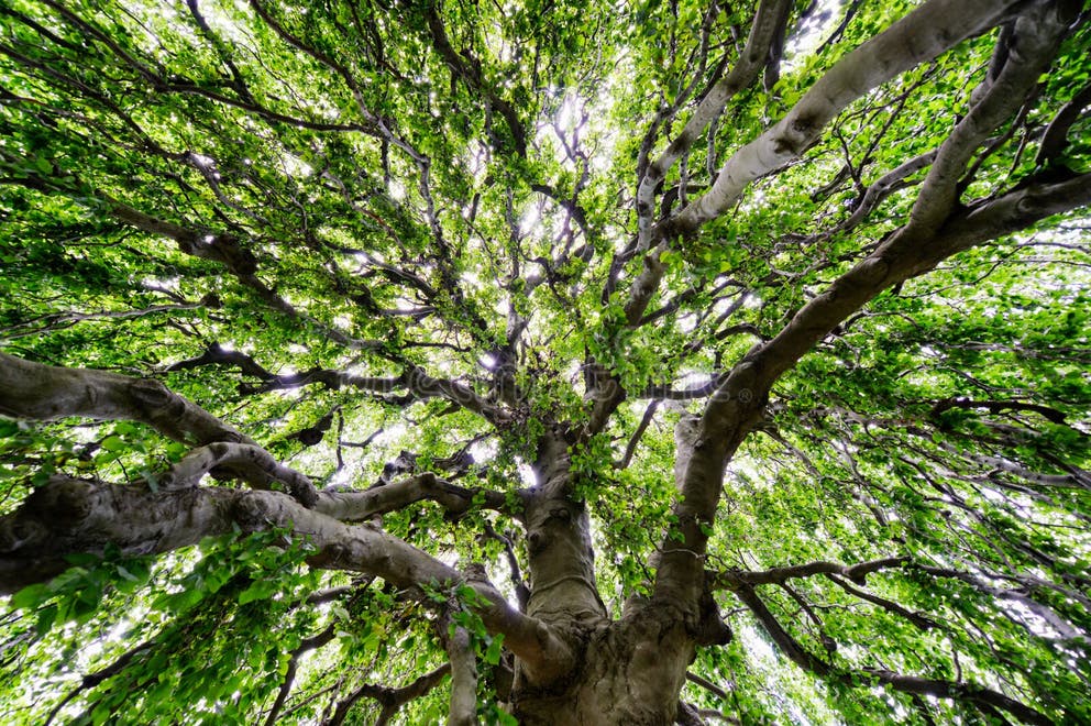 Expanse of a Large Tree stock image. Image of large, rhode - 50461543