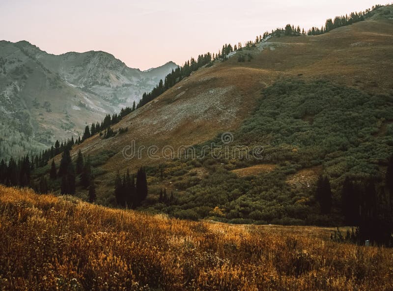 The Expanse of Meadow on the Mountainside Stock Image - Image of forest ...