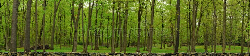 Expanse of Parallel Tree Trunks in Background of Spring Green Stock ...